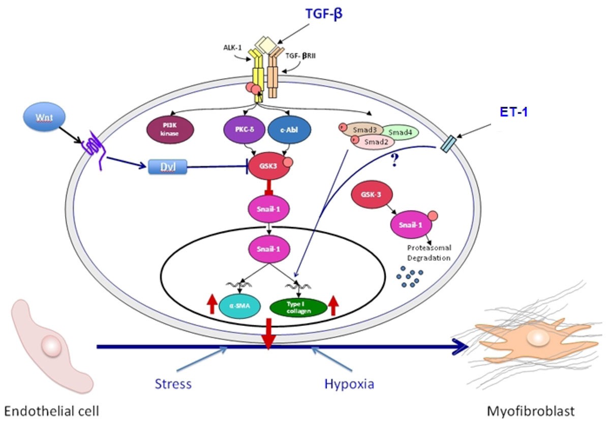 Molecular mechanisms of endothelial to mesenchymal cell transition ...