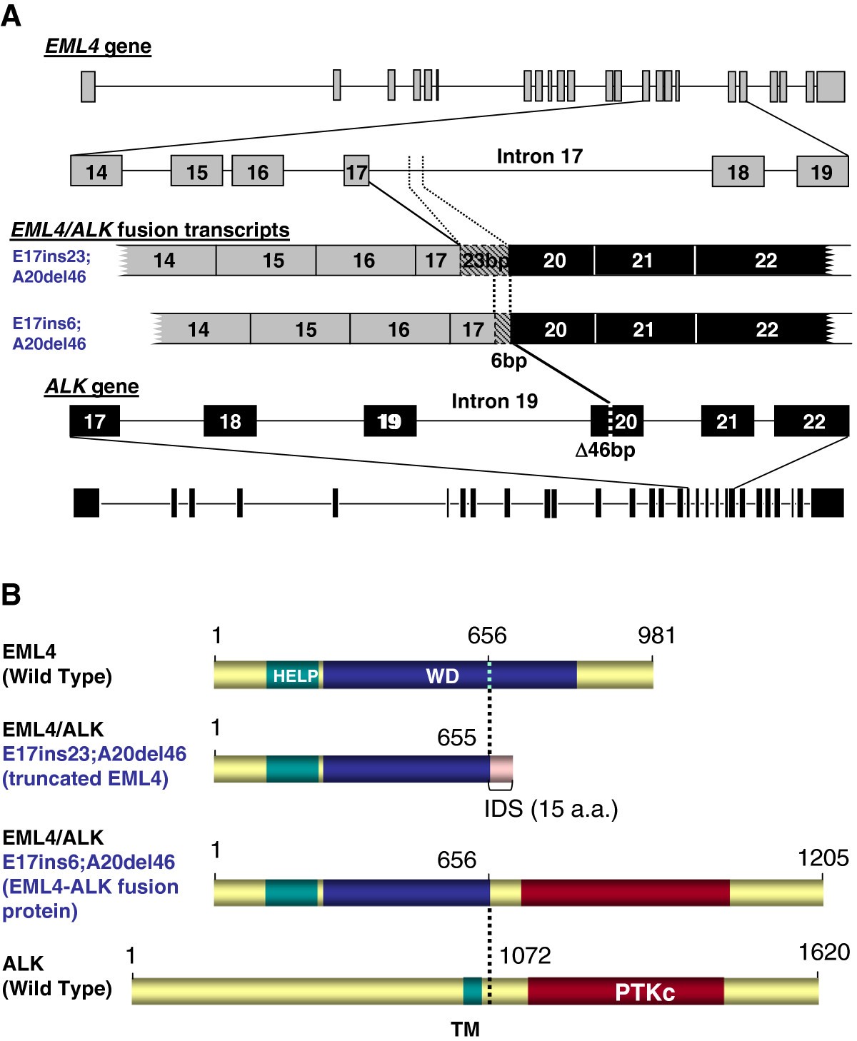 Incidence and patterns of ALK FISH abnormalities seen in a large ...