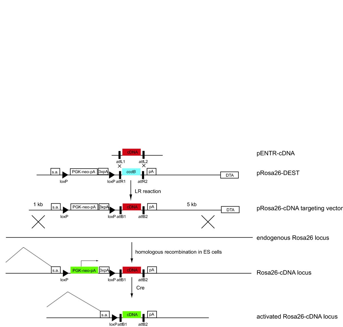 High-efficiency Rosa26 knock-in vector construction for Cre-regulated ...