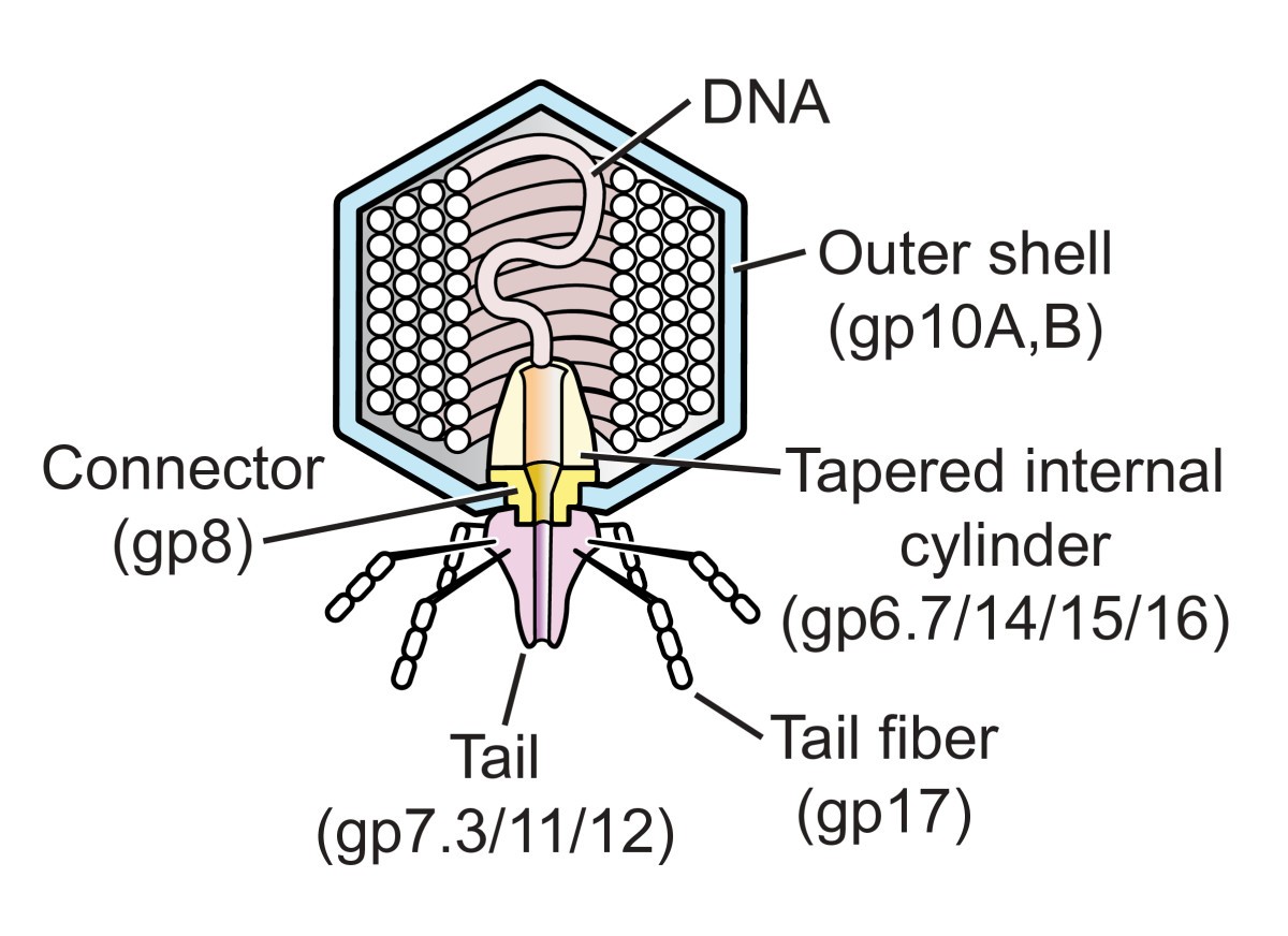 Evidence for bacteriophage T7 tail extension during DNA injection | BMC ...