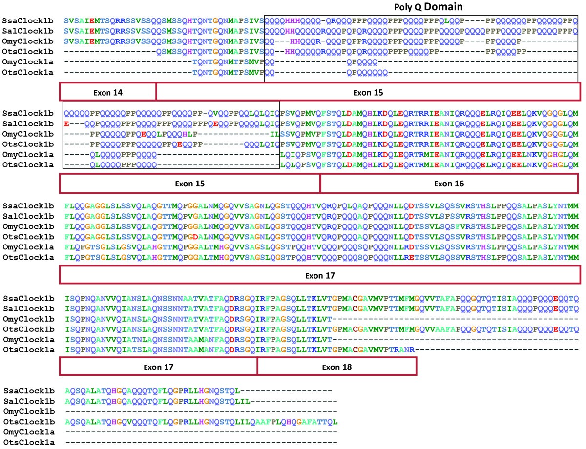 Clock genes and their genomic distributions in three species of ...