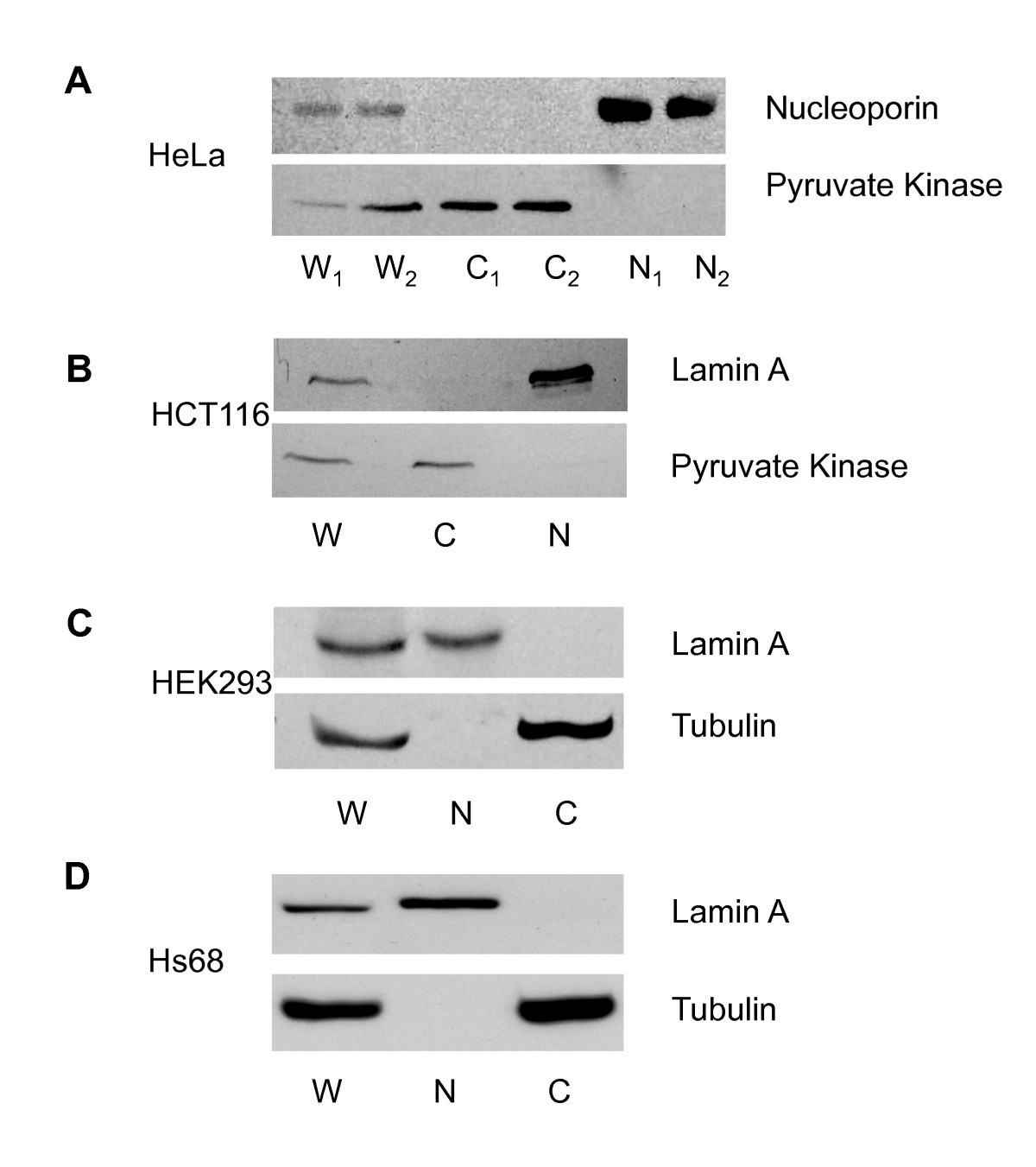 REAP: A two minute cell fractionation method | BMC Research Notes ...