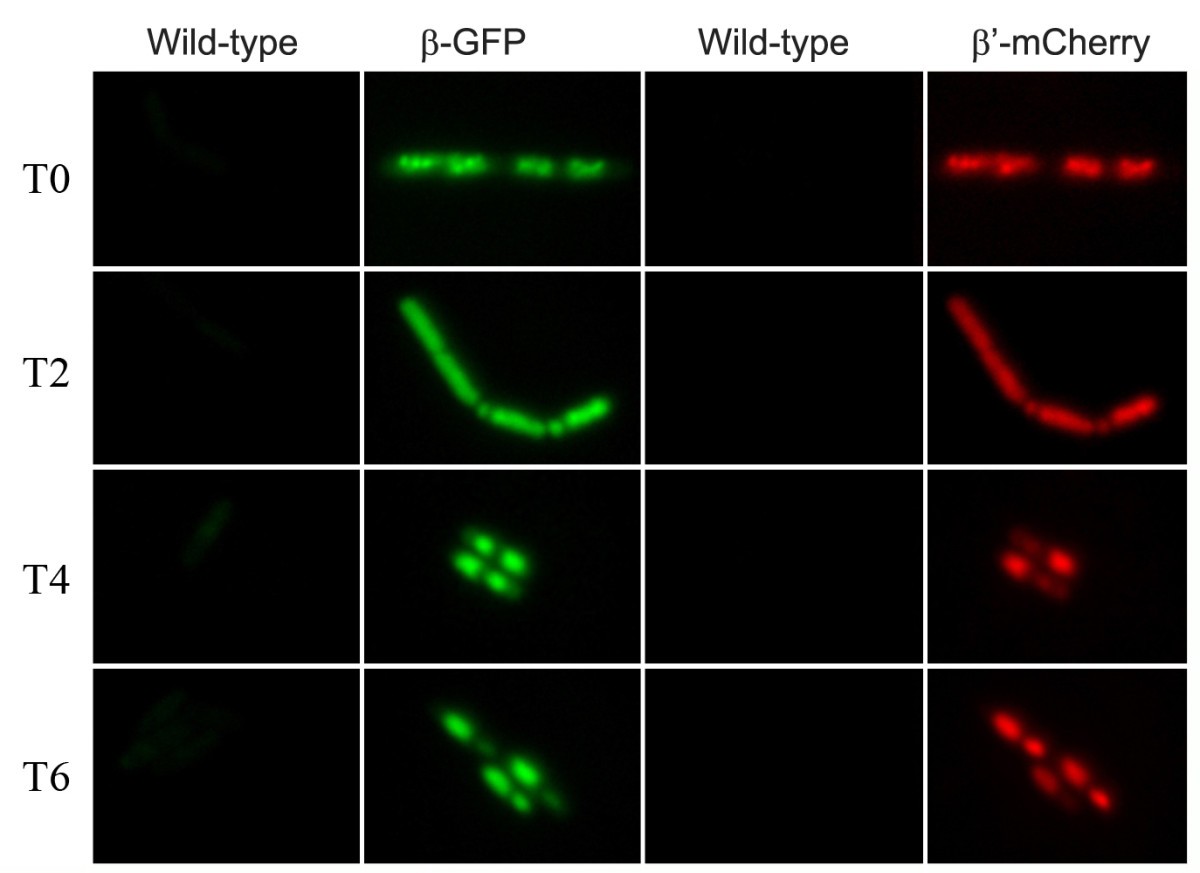 Stage-specific fluorescence intensity of GFP and mCherry during ...