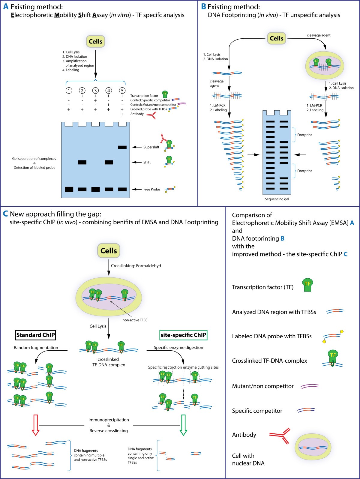 Site-specific chromatin immunoprecipitation: a selective method to ...