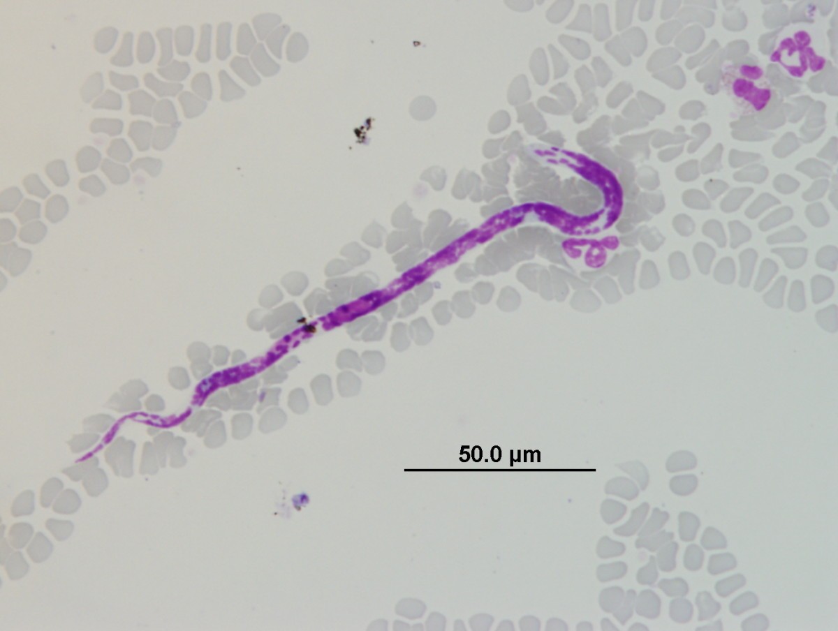 Dog Blood Smear