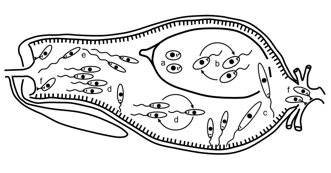Leishmania development in sand flies: parasite-vector interactions ...
