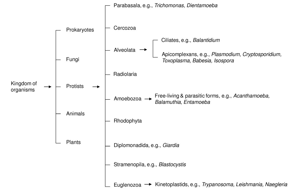 Biology and pathogenesis of Acanthamoeba | Parasites & Vectors | Full Text