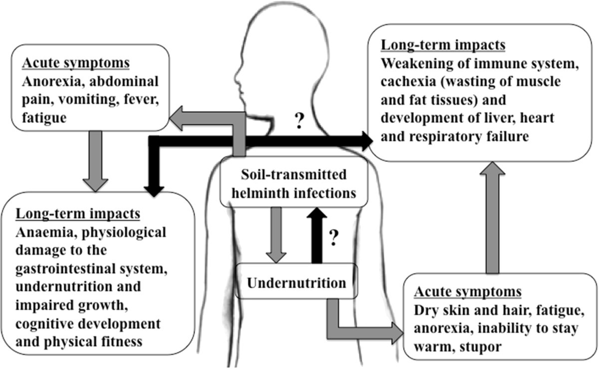 Influence of nutrition on infection and re-infection with soil ...