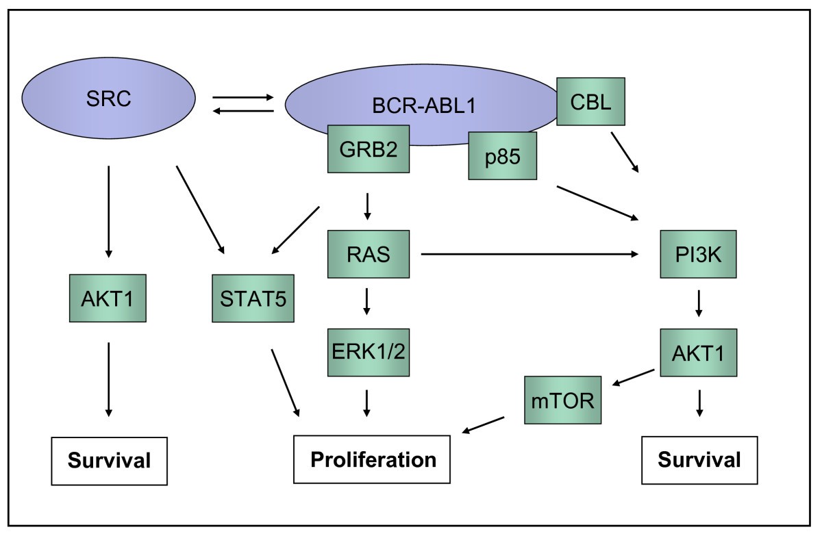 BCR-ABL1-independent PI3Kinase activation causing imatinib-resistance | Journal of Hematology ...