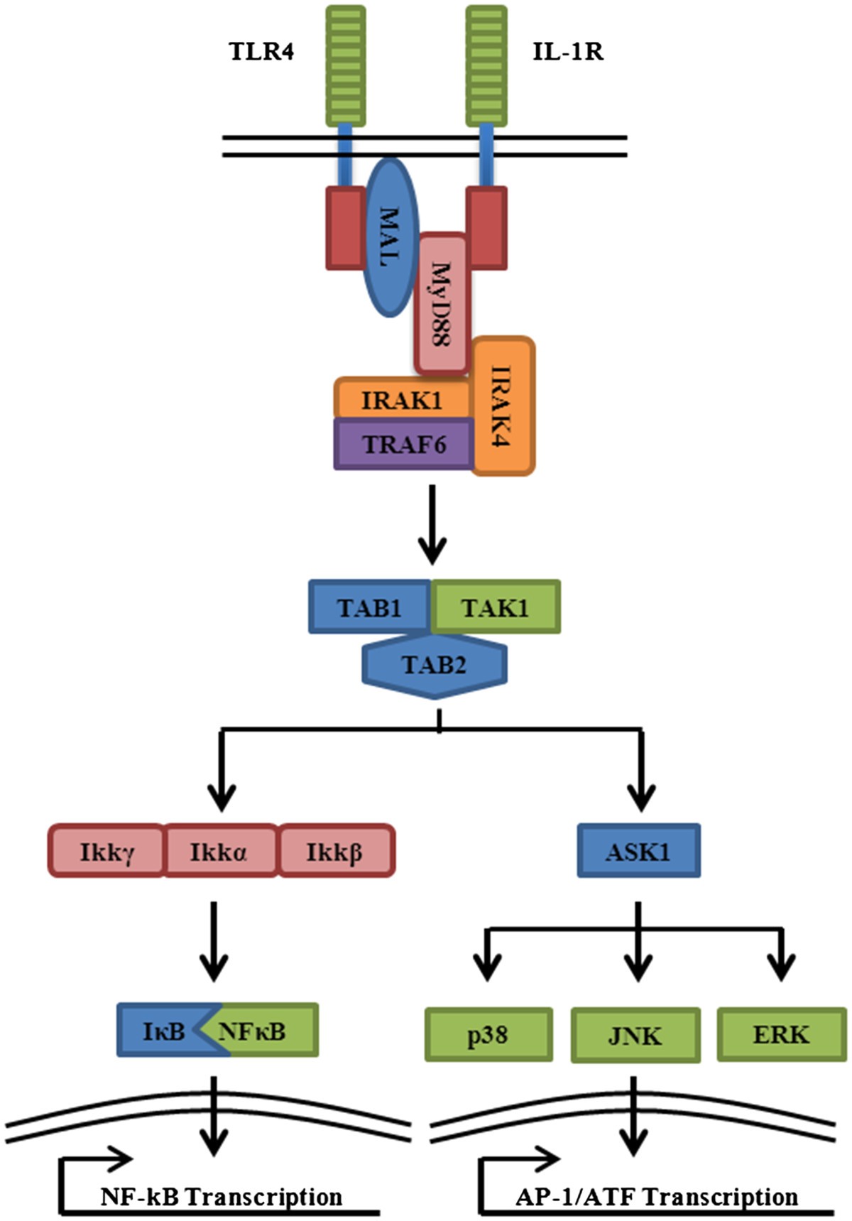MicroRNAs and Toll-like Receptor/Interleukin-1 Receptor Signaling ...