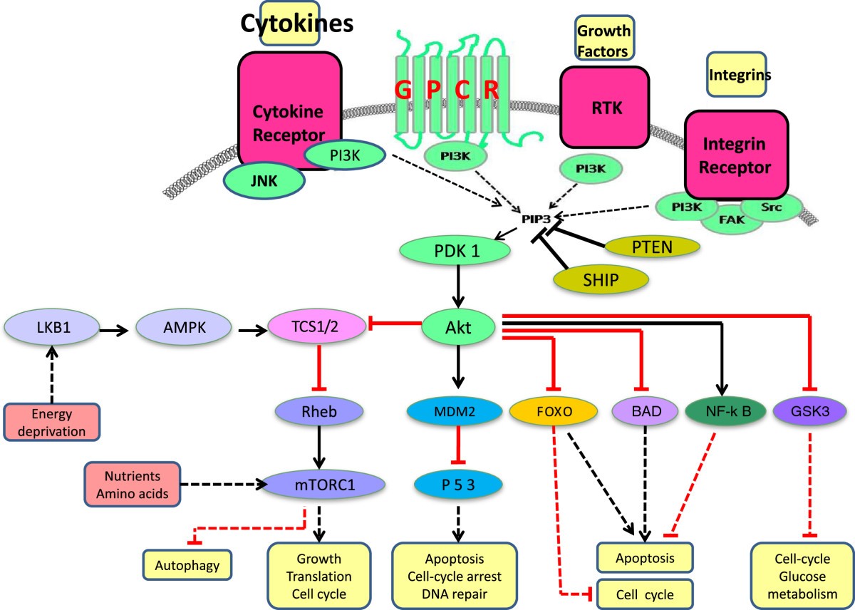 Phosphatidylinositol 3-kinase (PI3K) inhibitors as cancer therapeutics ...