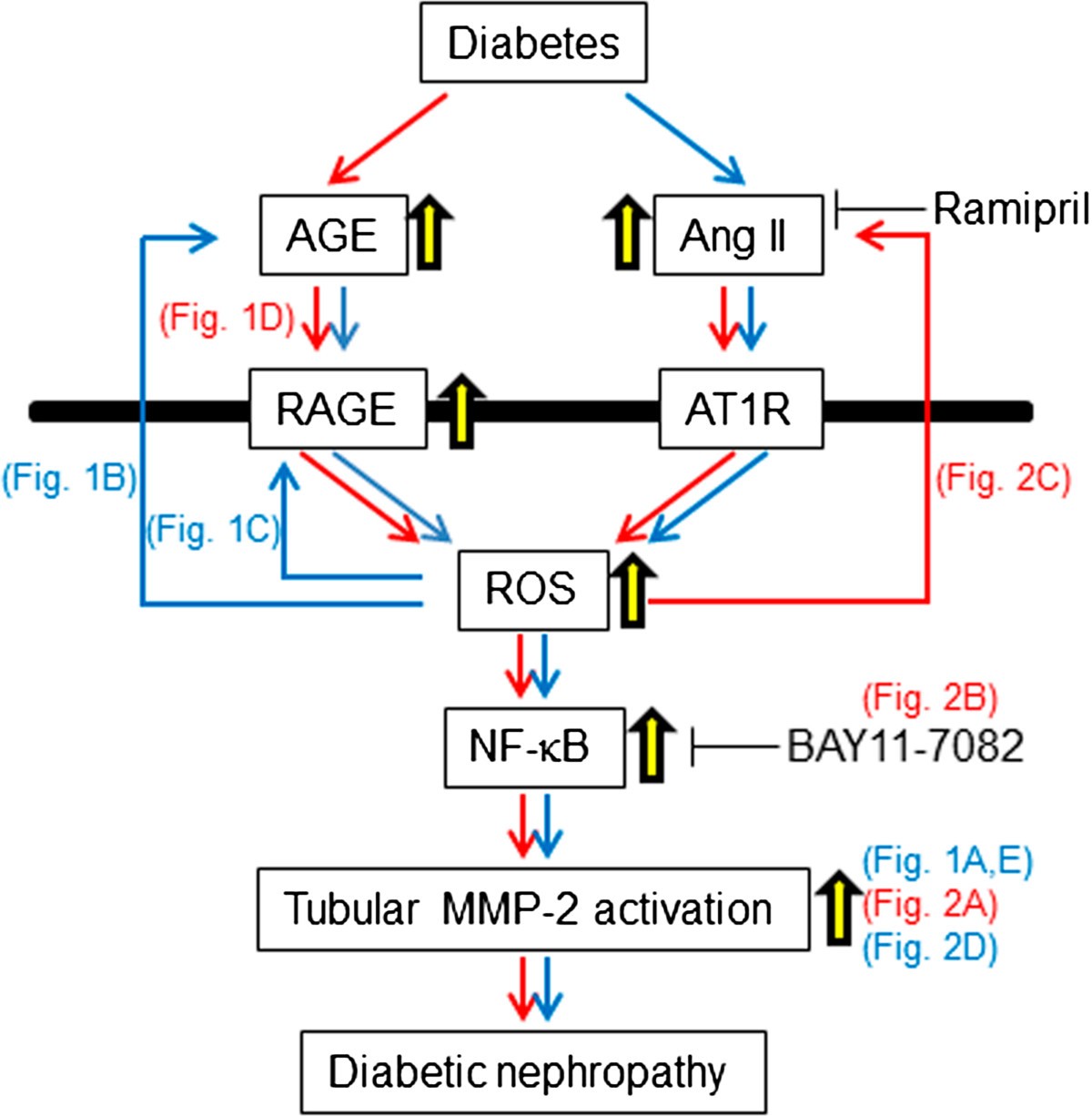 Ramipril inhibits AGE-RAGE-induced matrix metalloproteinase-2 ...