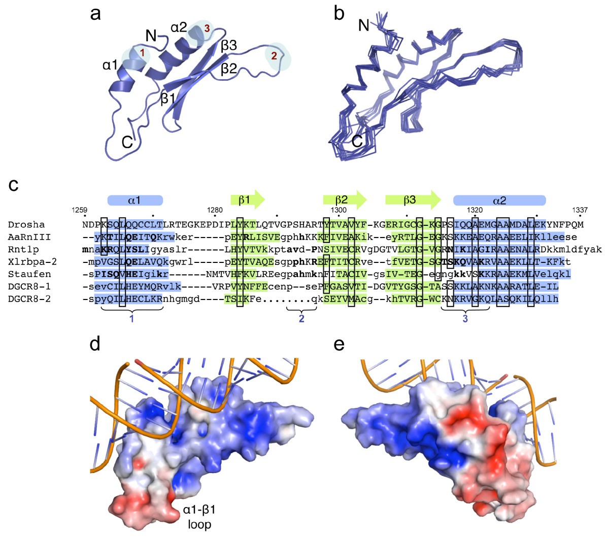 Solution structure of the Drosha double-stranded RNA-binding domain ...