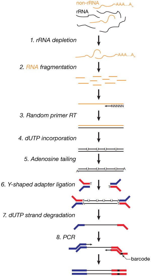 Strand-specific libraries for high throughput RNA sequencing (RNA-Seq) prepared without poly(A ...