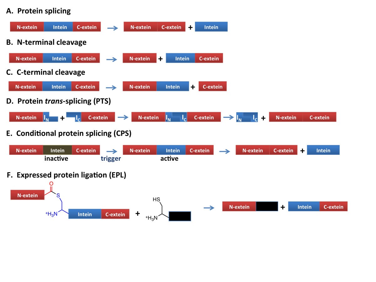 Recent advances in in vivo applications of intein-mediated protein ...