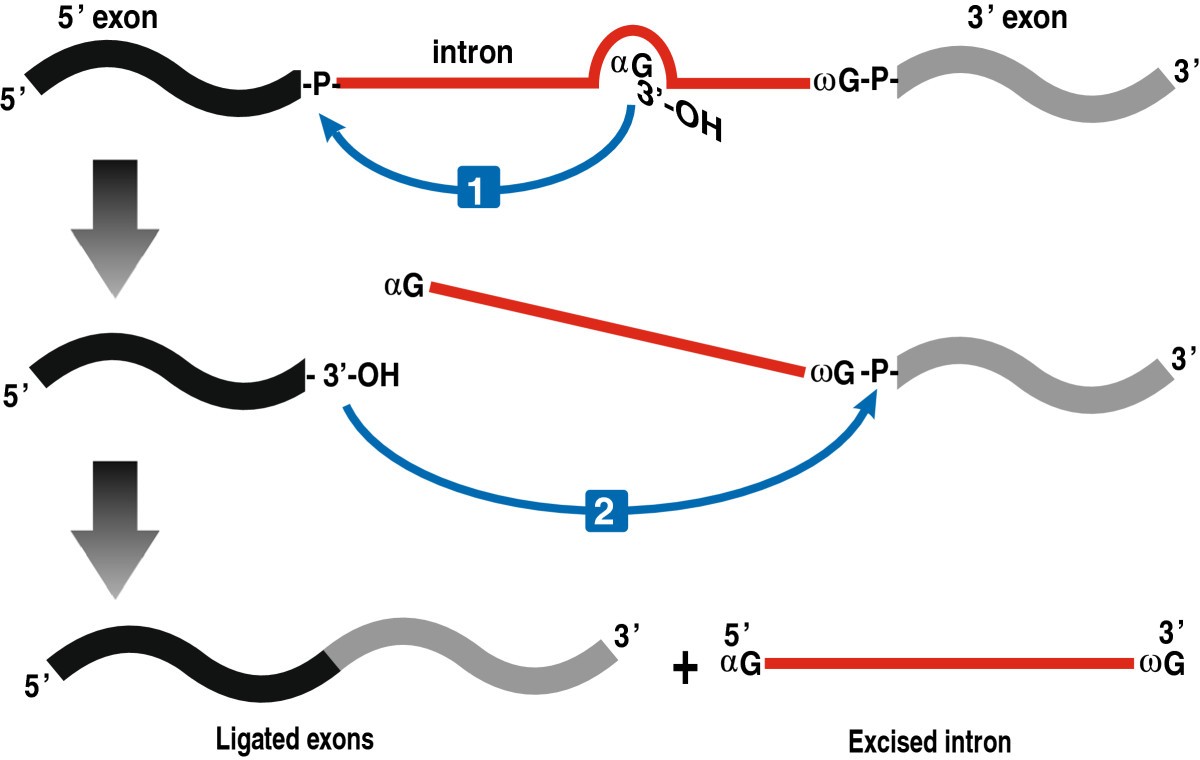 Bacterial group I introns: mobile RNA catalysts | Mobile DNA | Full Text