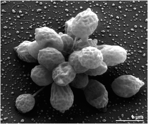 Complete genome sequence of Planctomyces brasiliensis type strain (DSM ...