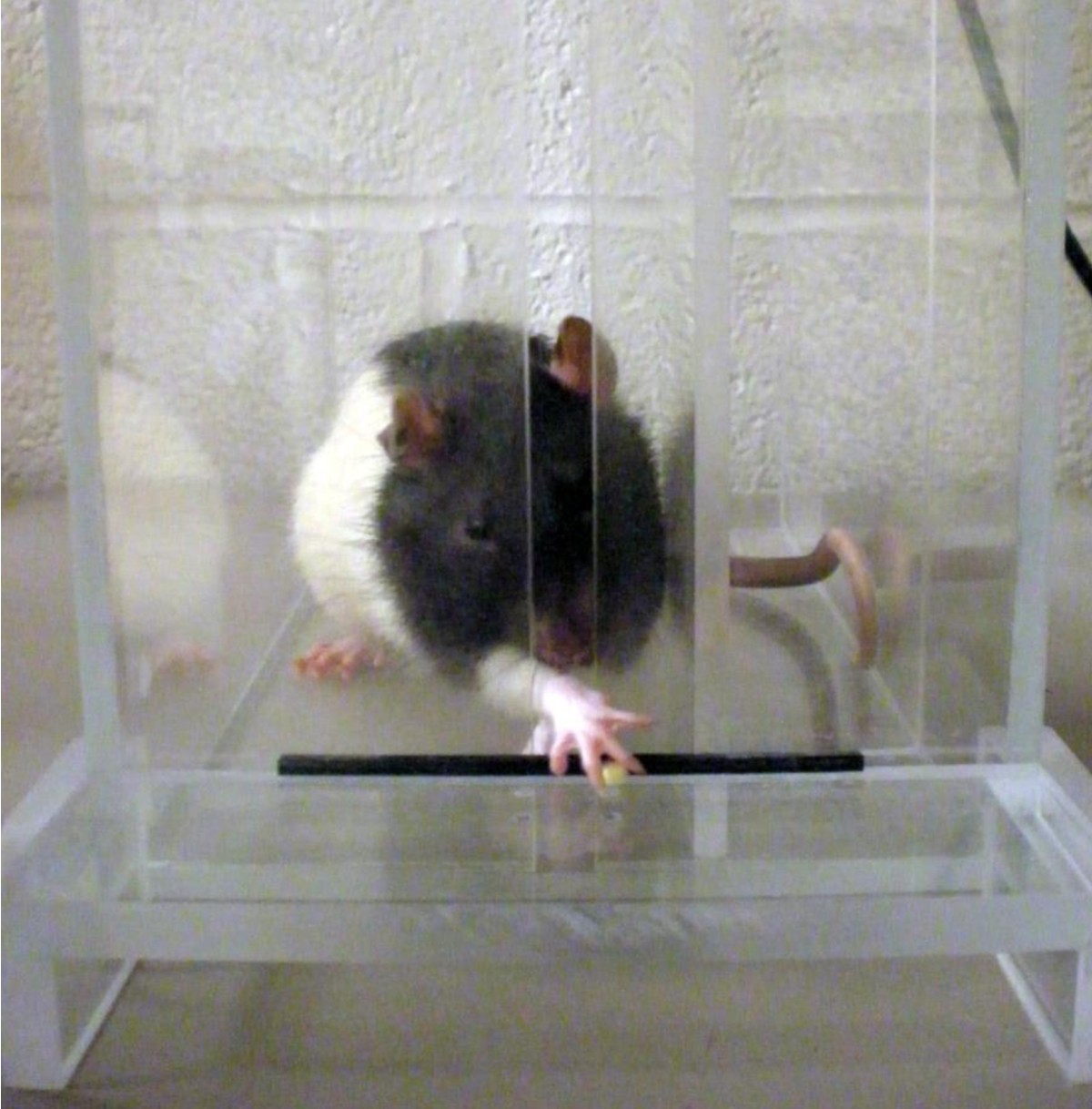 Functional assessments in the rodent stroke model | Experimental ...