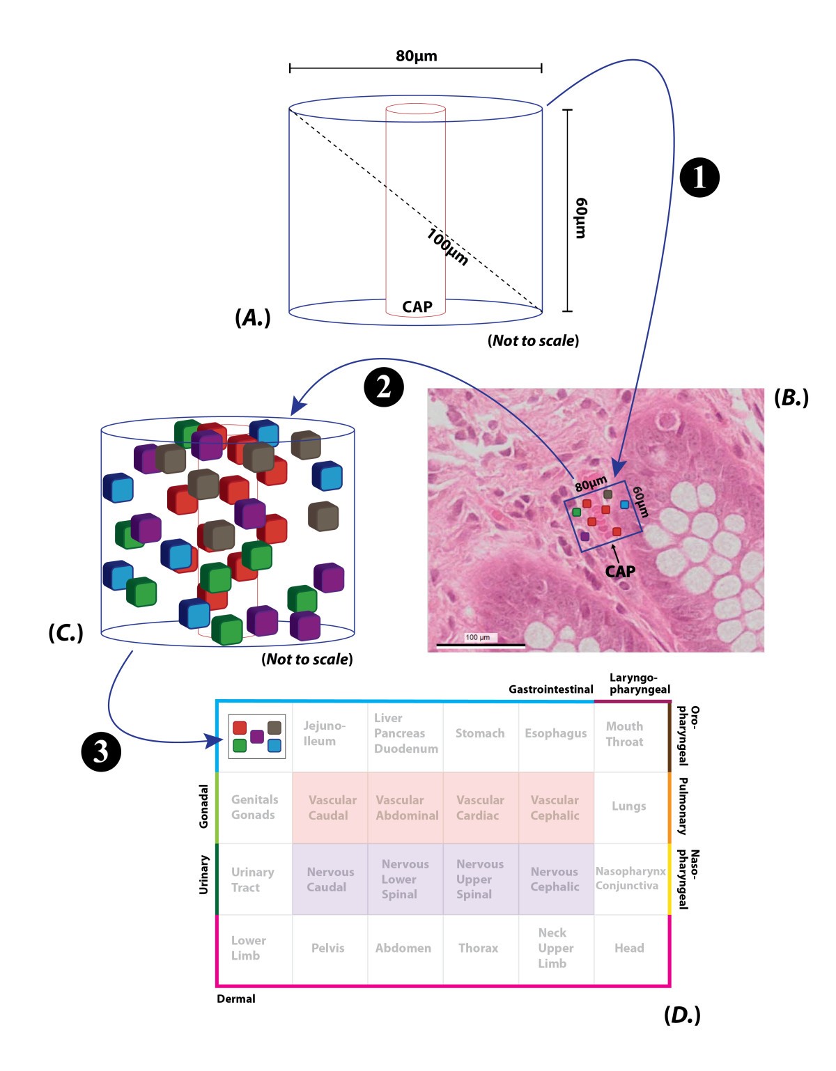 Functional tissue units and their primary tissue motifs in multi-scale physiology | Journal of ...