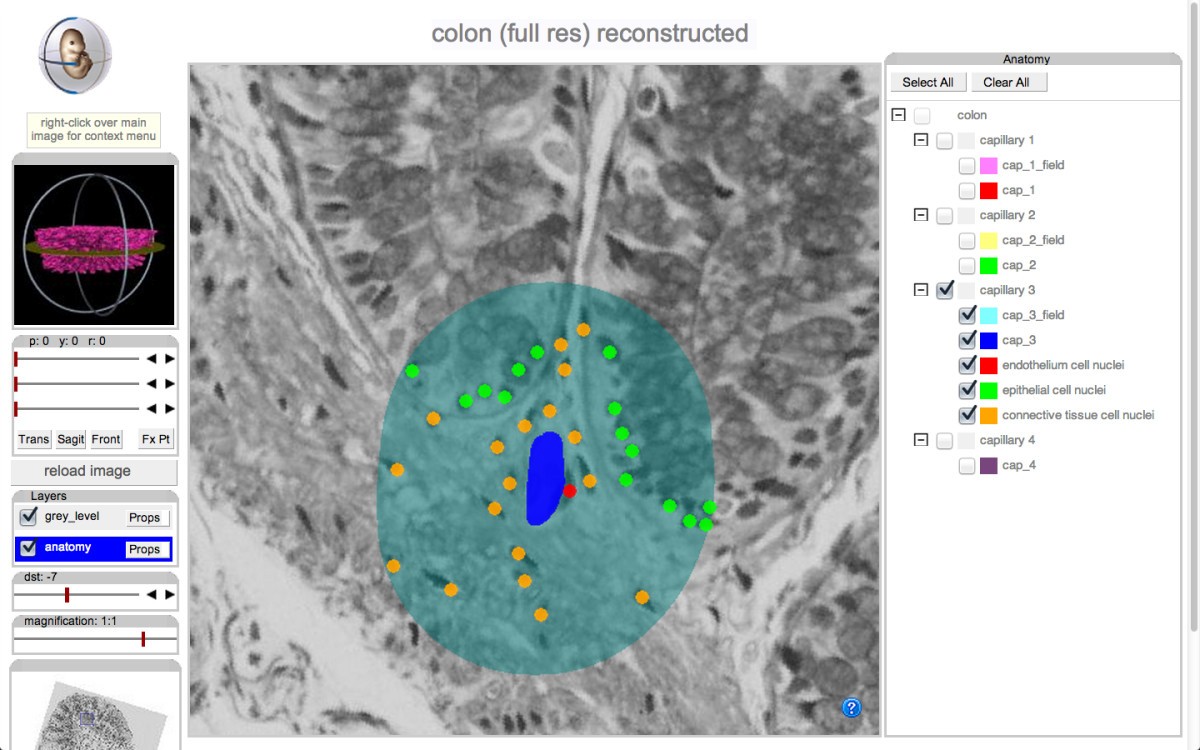 Functional tissue units and their primary tissue motifs in multi-scale physiology | Journal of ...