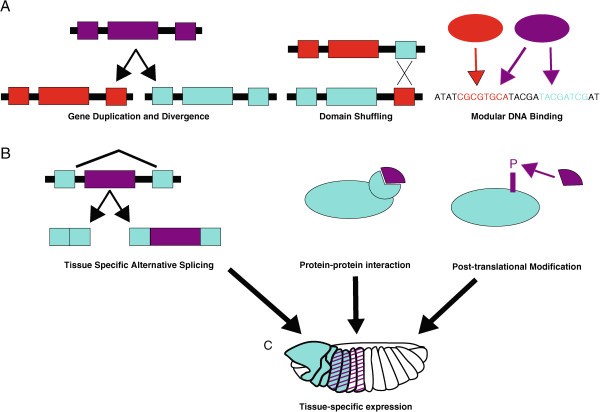 Evolution of transcription factor function as a mechanism for changing metazoan developmental ...