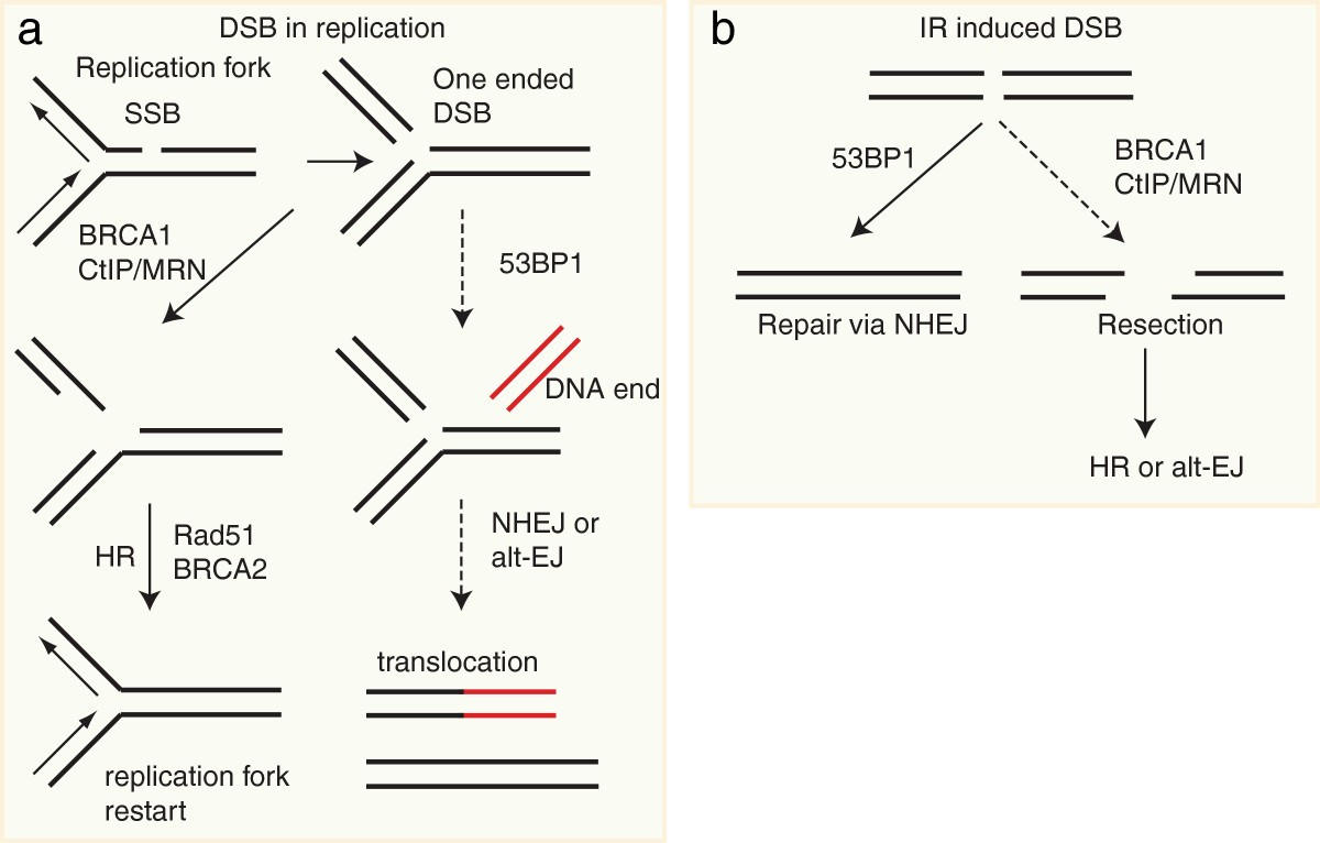Pathway choice in DNA double strand break repair: observations of a ...
