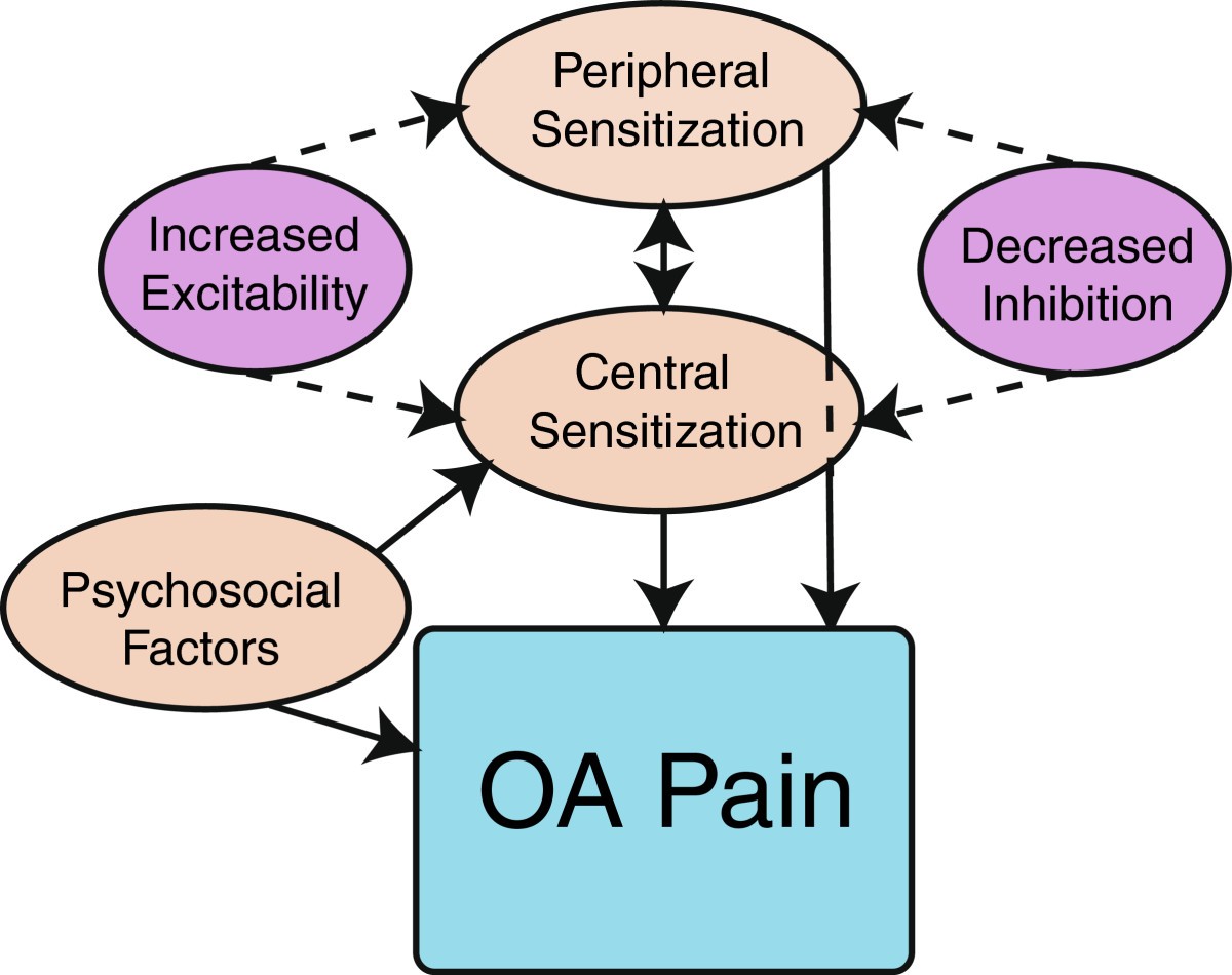 Neural And Psychosocial Contributions To Sex Differences