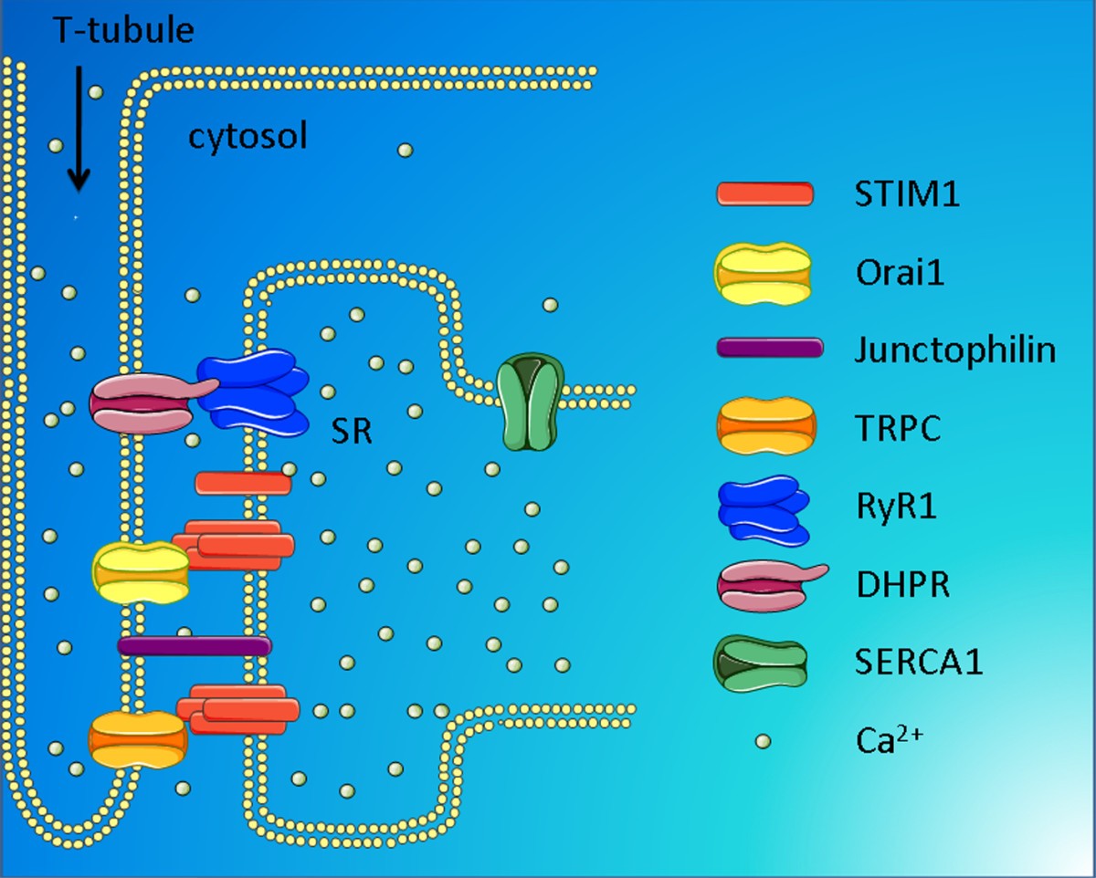 STIM1 as a key regulator for Ca2+ homeostasis in skeletal-muscle ...