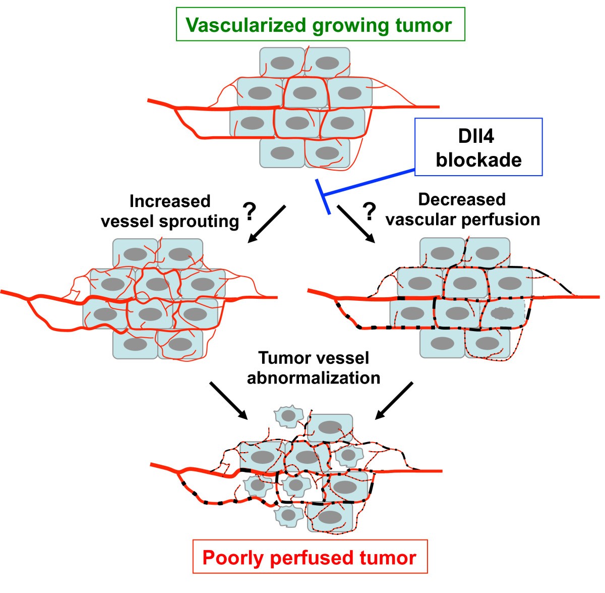 Dll4-Notch signaling as a therapeutic target in tumor angiogenesis ...