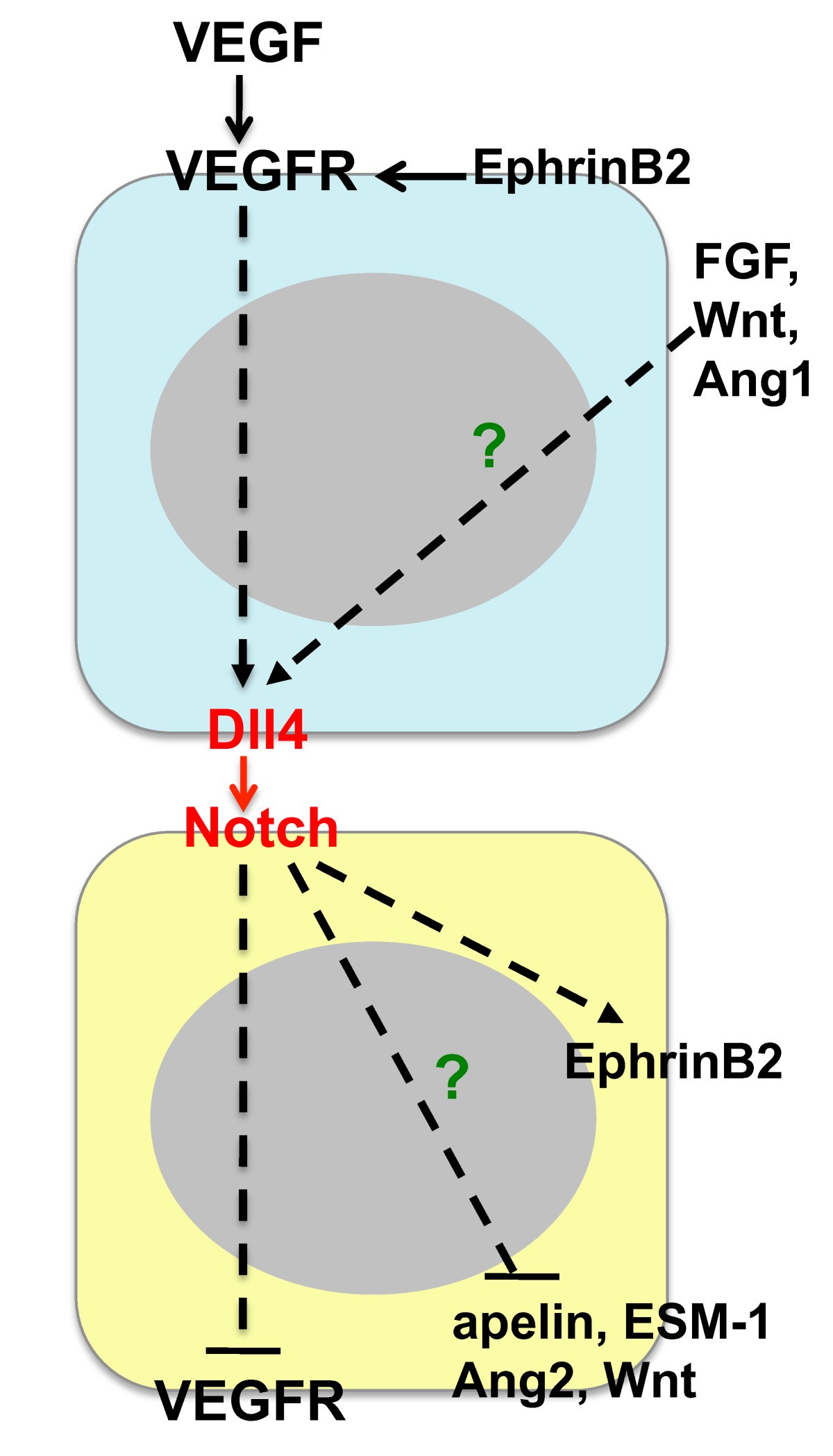 Dll4-Notch signaling as a therapeutic target in tumor angiogenesis | Vascular Cell | Full Text