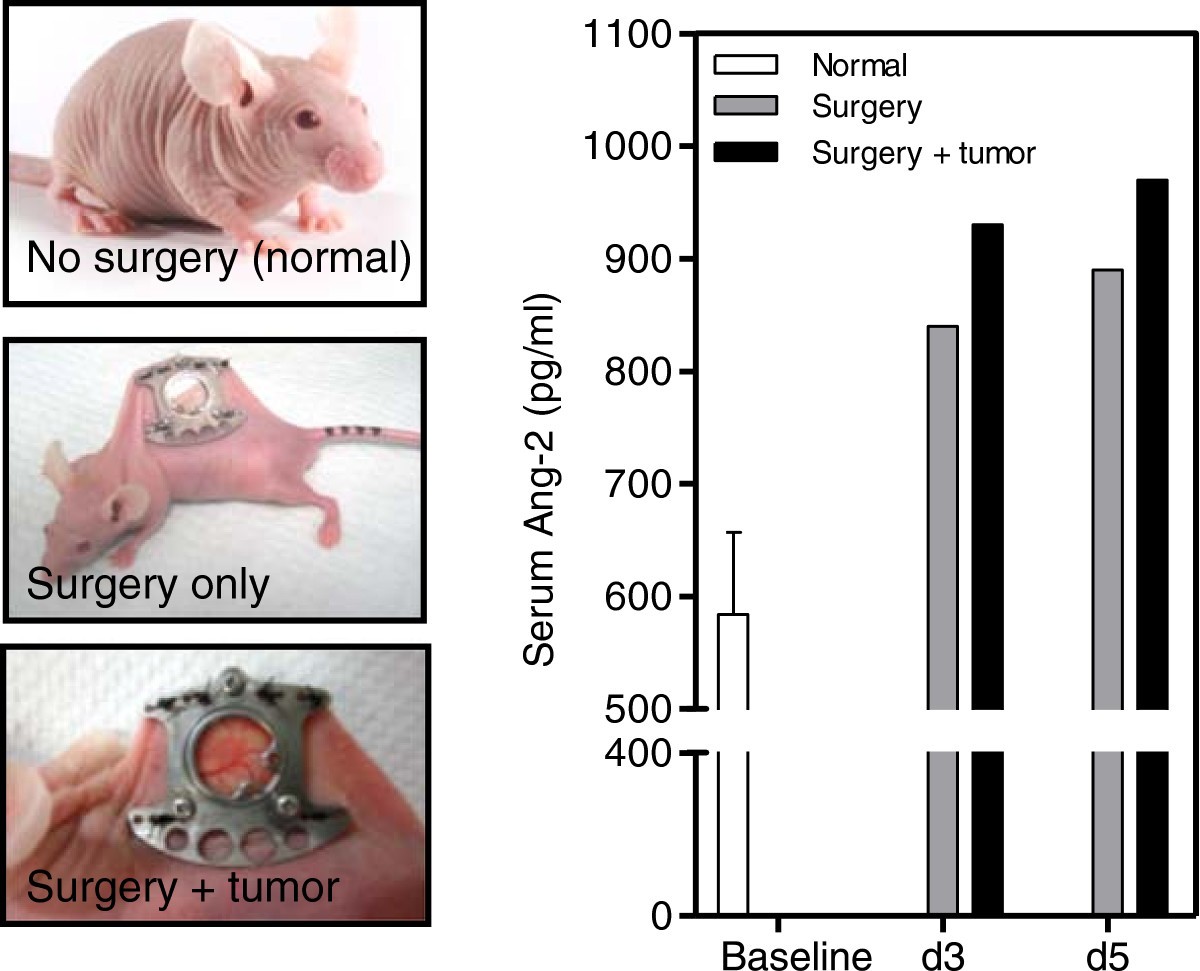 Limitations of the dorsal skinfold window chamber model in evaluating ...