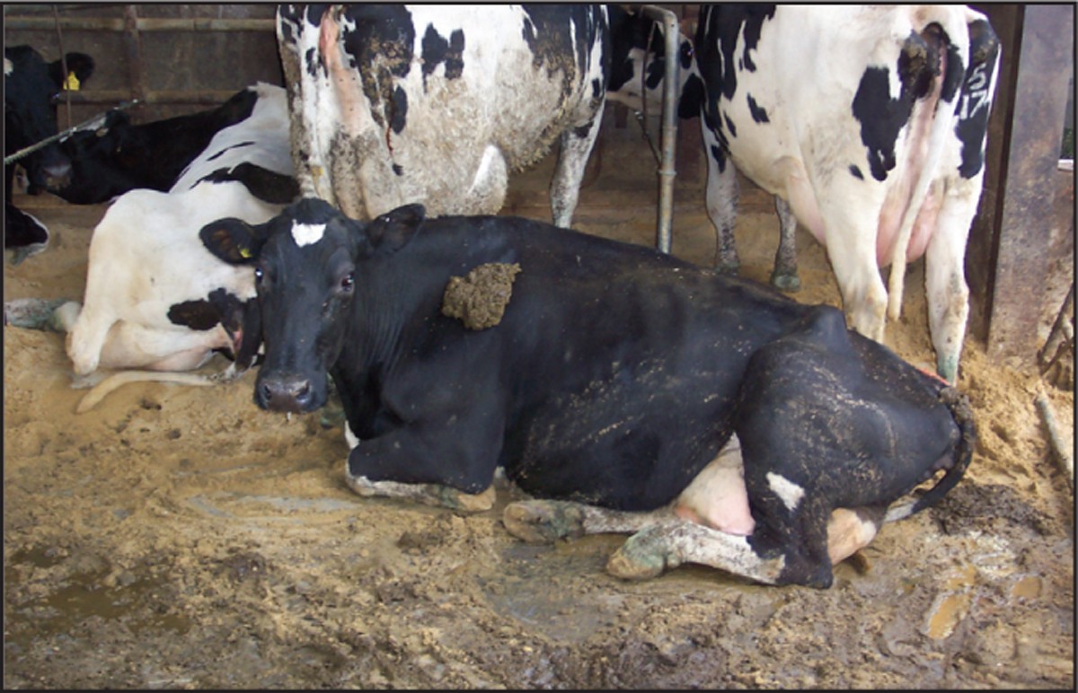 A descriptive epidemiological study of mastitis in 12 Irish dairy herds ...
