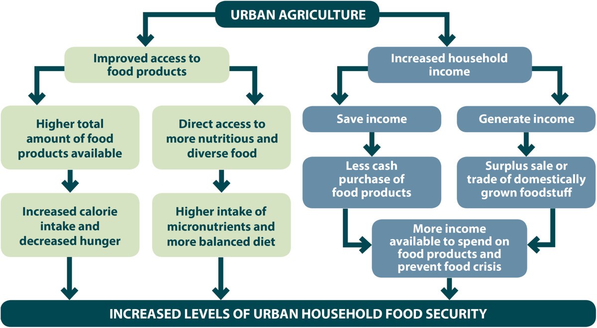 What are the impacts of urban agriculture programs on food security in ...