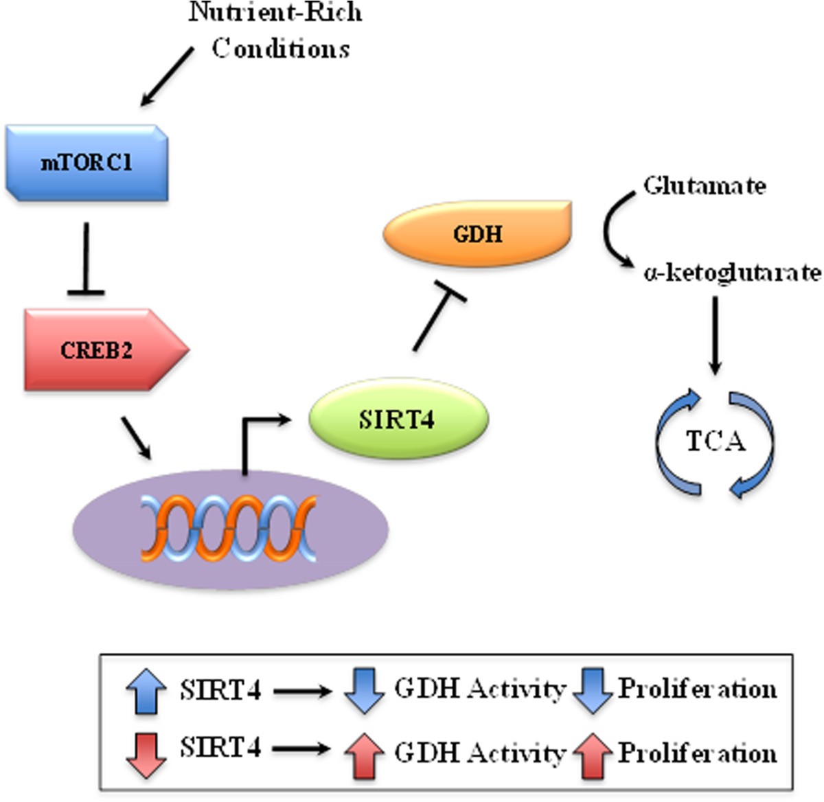 SIRT3 and SIRT4 are mitochondrial tumor suppressor proteins that ...