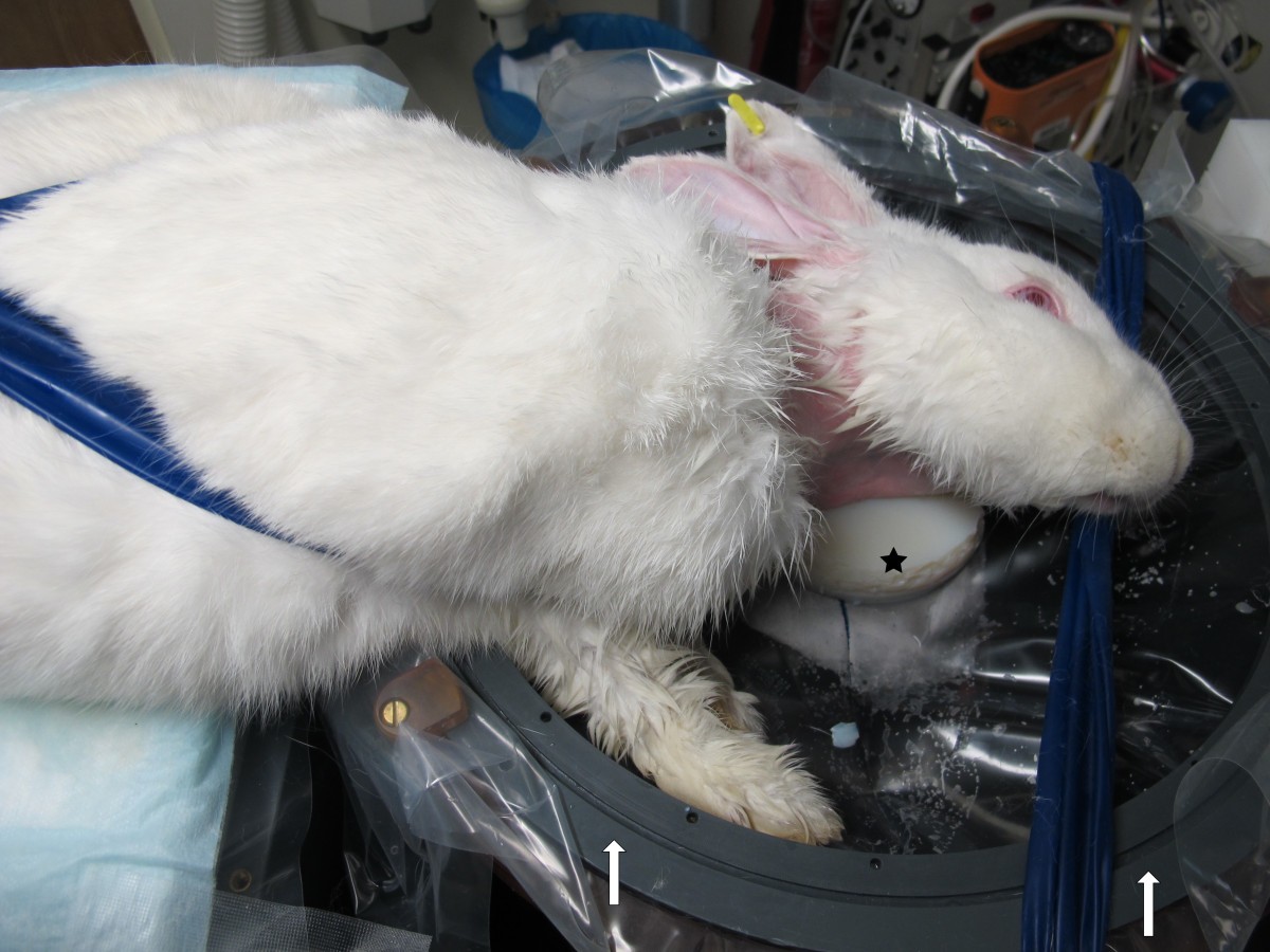 A microsurgical bifurcation rabbit model to investigate the effect of ...