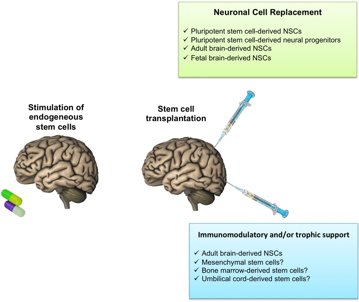 Neural stem cells: ready for therapeutic applications? | Molecular and ...