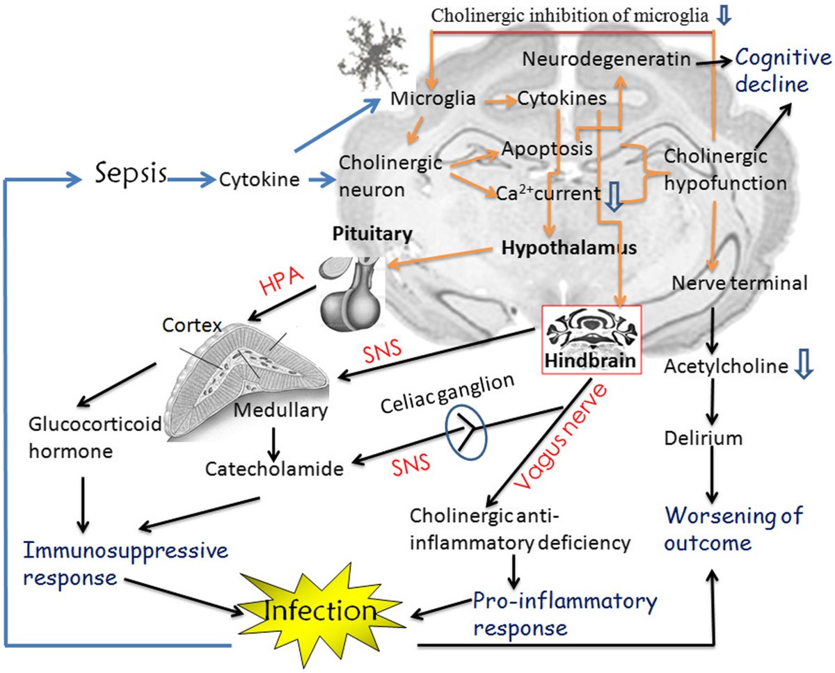 Septic encephalopathy: when cytokines interact with acetylcholine in ...