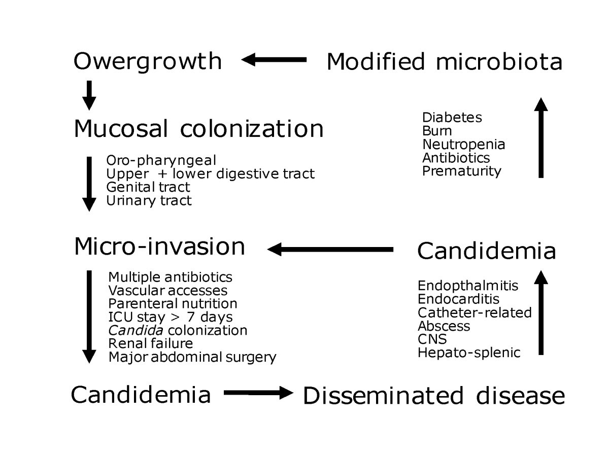 Diagnosis of invasive candidiasis in the ICU | Annals of Intensive Care | Full Text