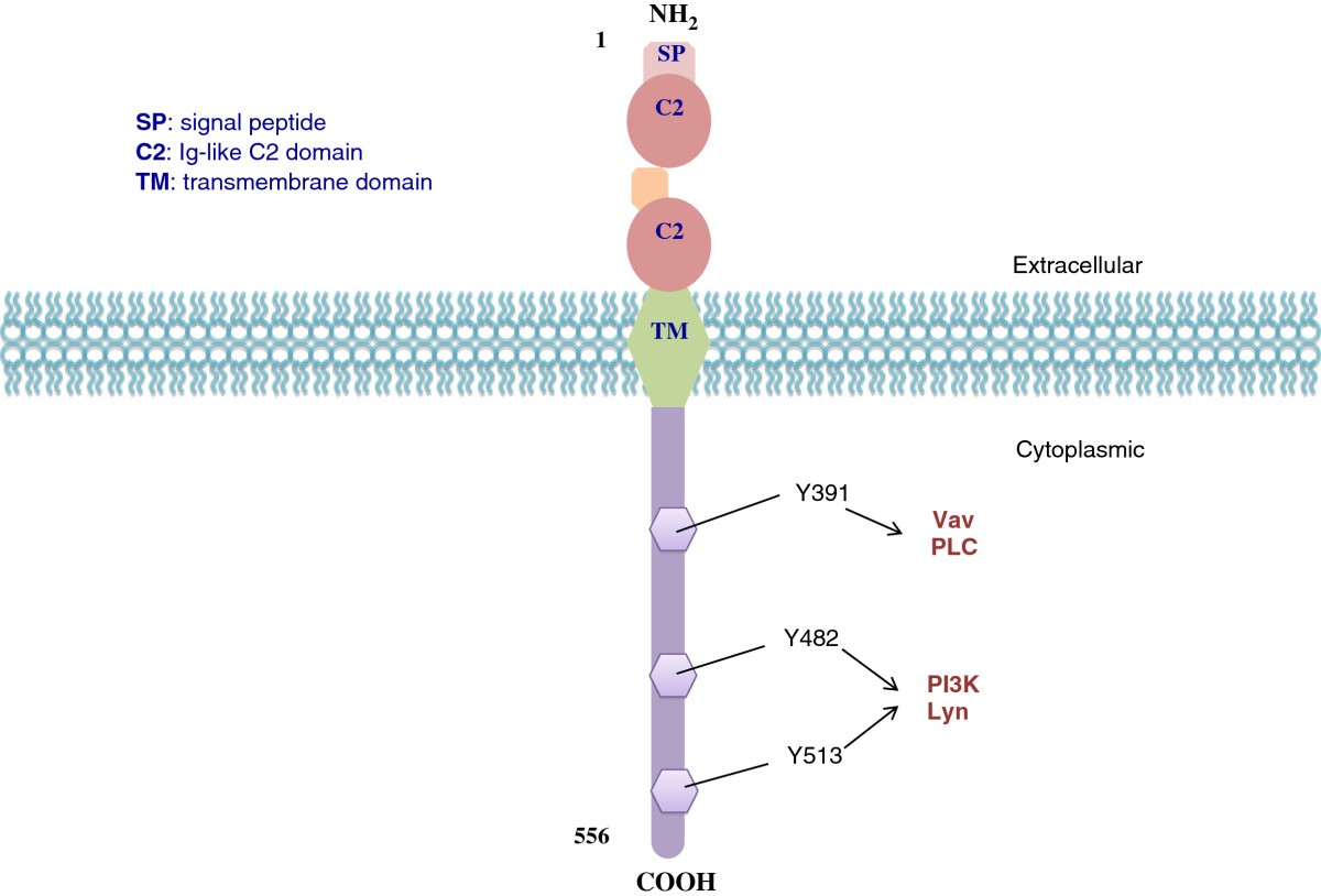 CD19: a biomarker for B cell development, lymphoma diagnosis and therapy | Experimental ...