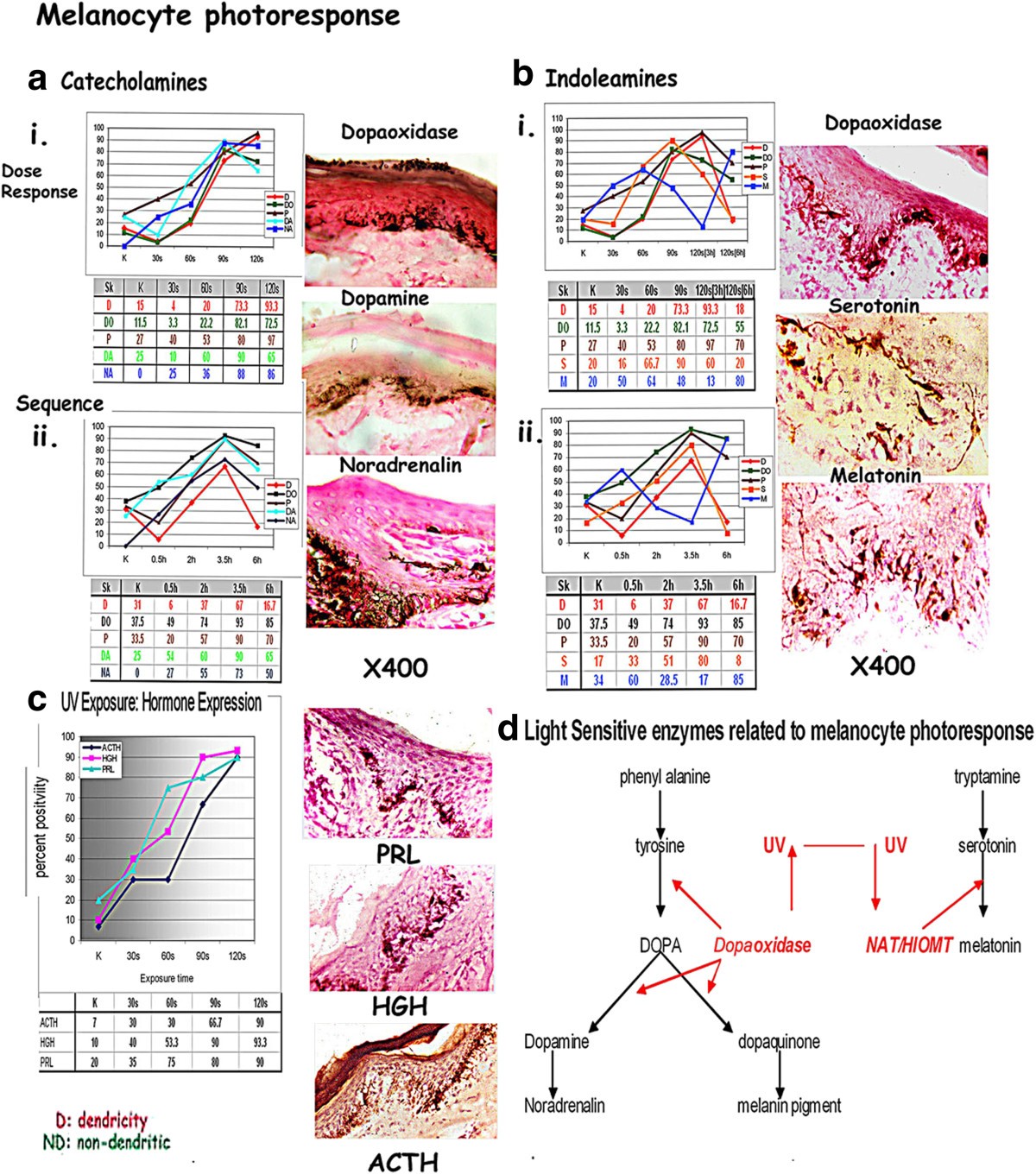 The melanocyte photosensory system in the human skin | SpringerPlus ...