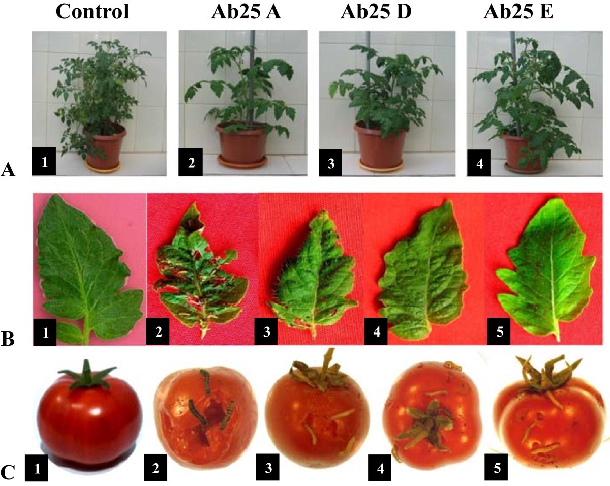 Transgenic tomato line expressing modified Bacillus thuringiensis ...