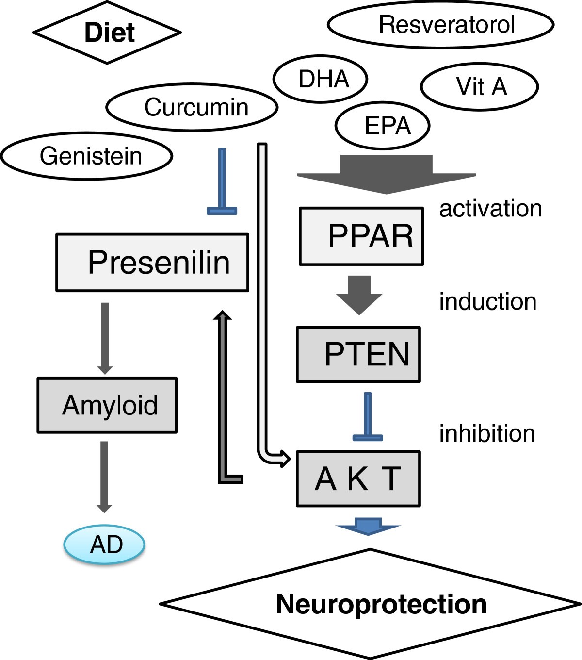 Diets involved in PPAR and PI3K/AKT/PTEN pathway may contribute ...