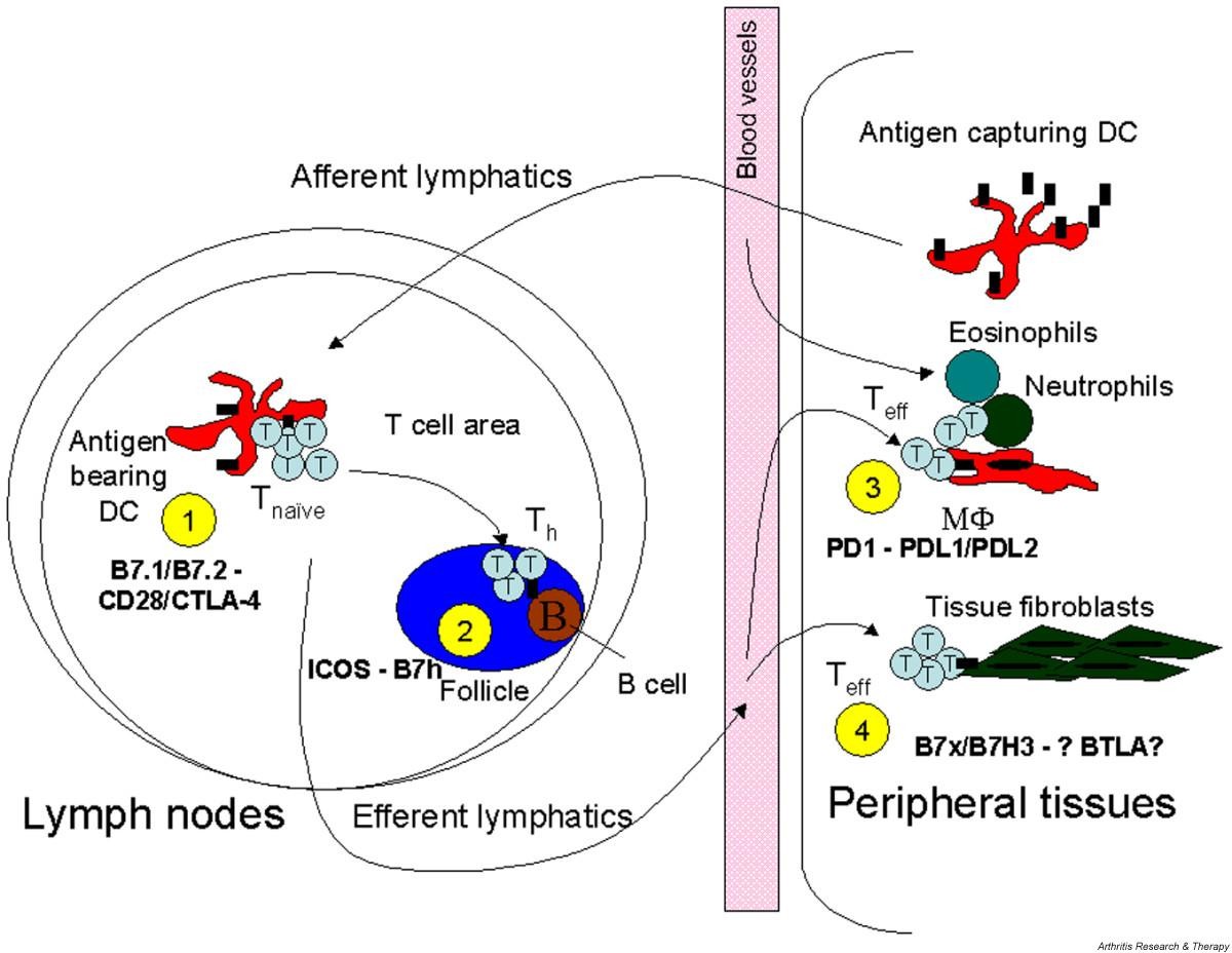 Emerging mechanisms of immune regulation: the extended B7 family and ...