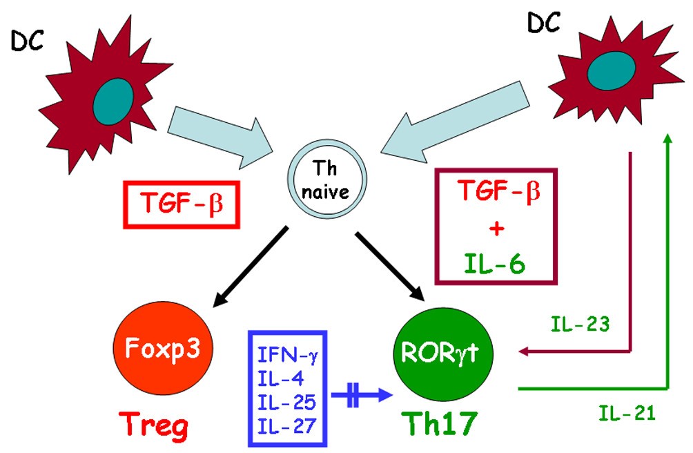 Human Th17 cells | Arthritis Research & Therapy | Full Text
