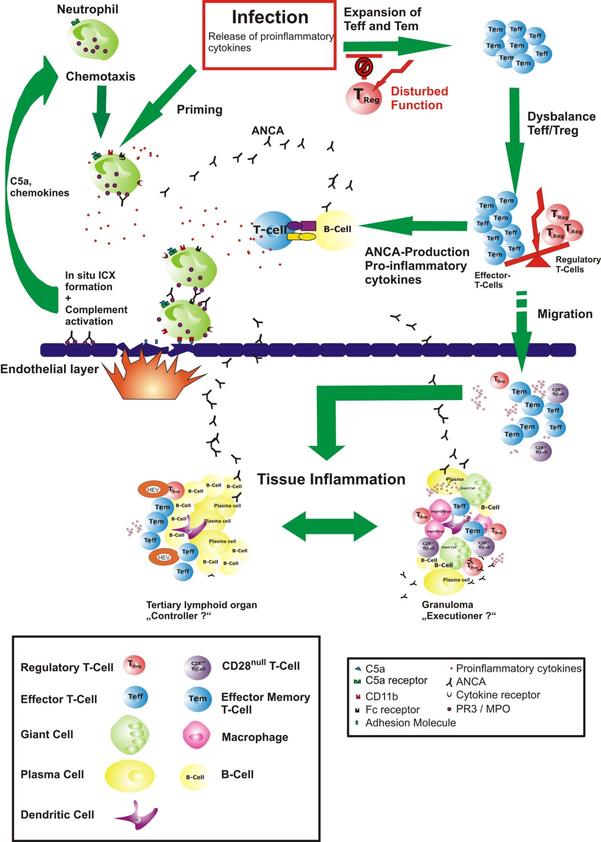 T cells in ANCA-associated vasculitis: what can we learn from lesional ...