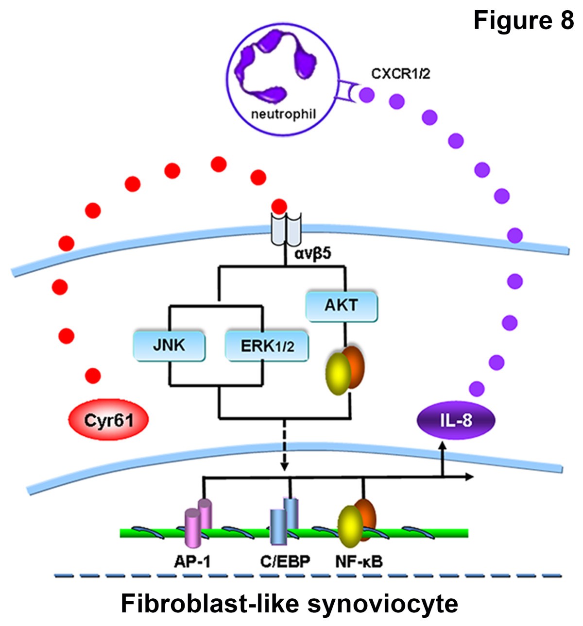 Cyr61 is involved in neutrophil infiltration in joints by inducing IL-8 ...