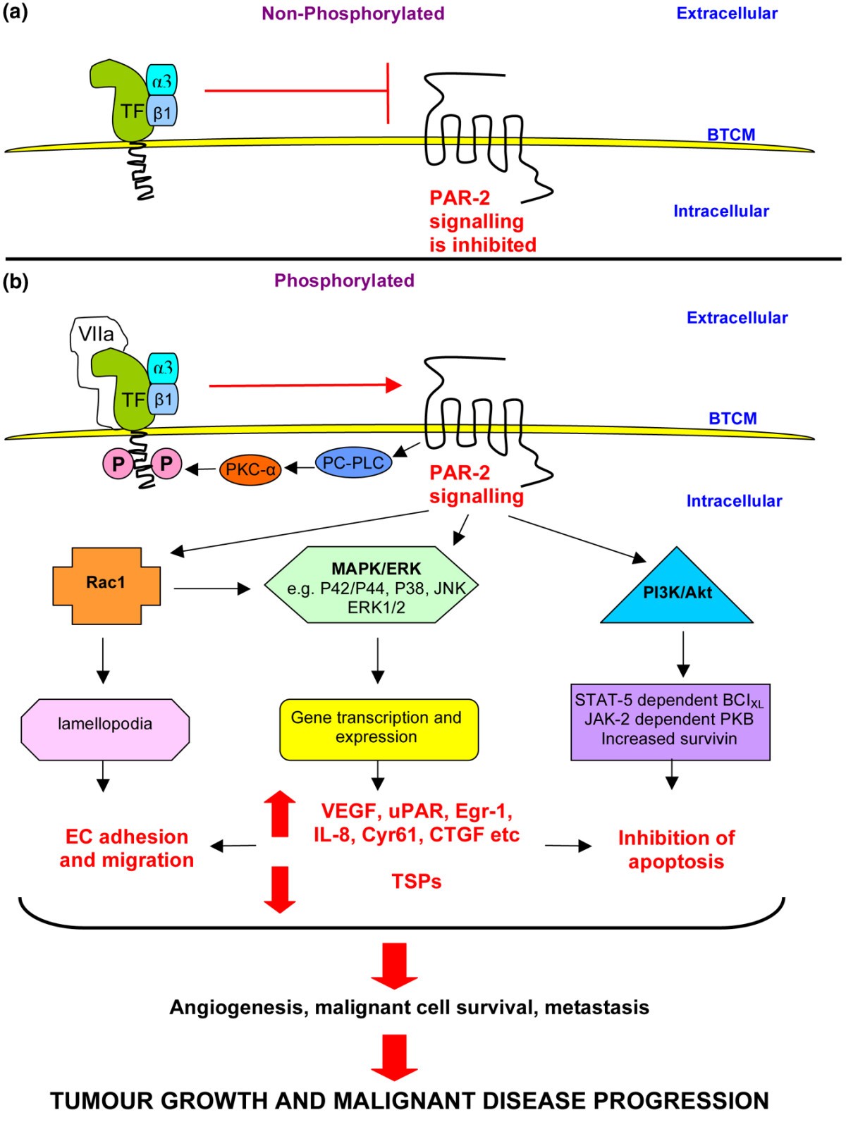 Tissue factor, angiogenesis and tumour progression | Breast Cancer ...