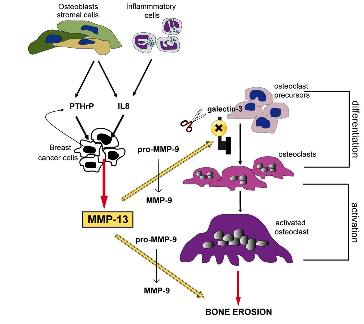 MMP-13 stimulates osteoclast differentiation and activation in tumour ...