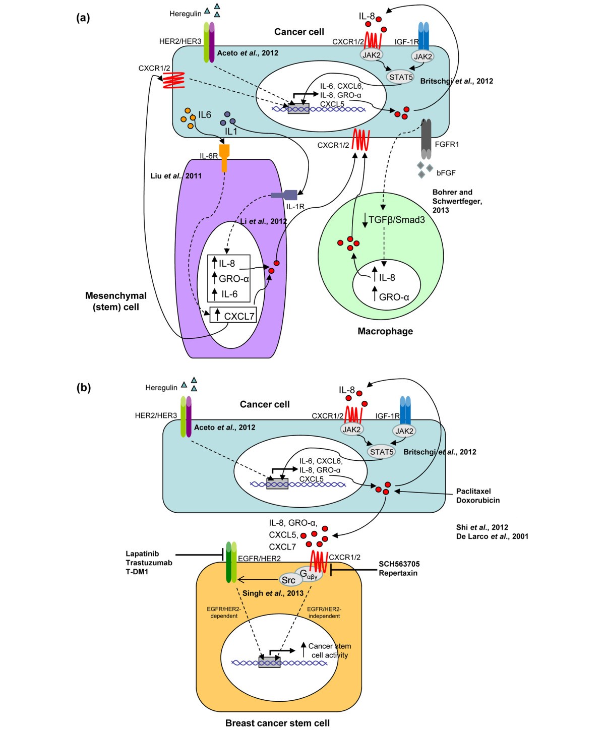 Recent advances reveal IL-8 signaling as a potential key to targeting ...