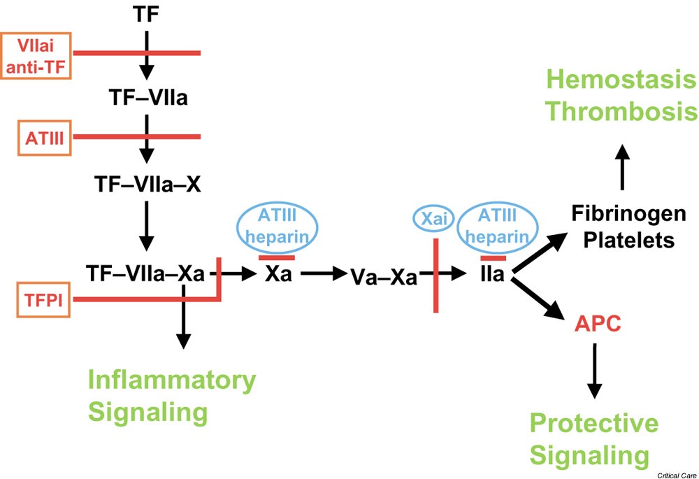 Science review: Role of coagulation protease cascades in sepsis ...